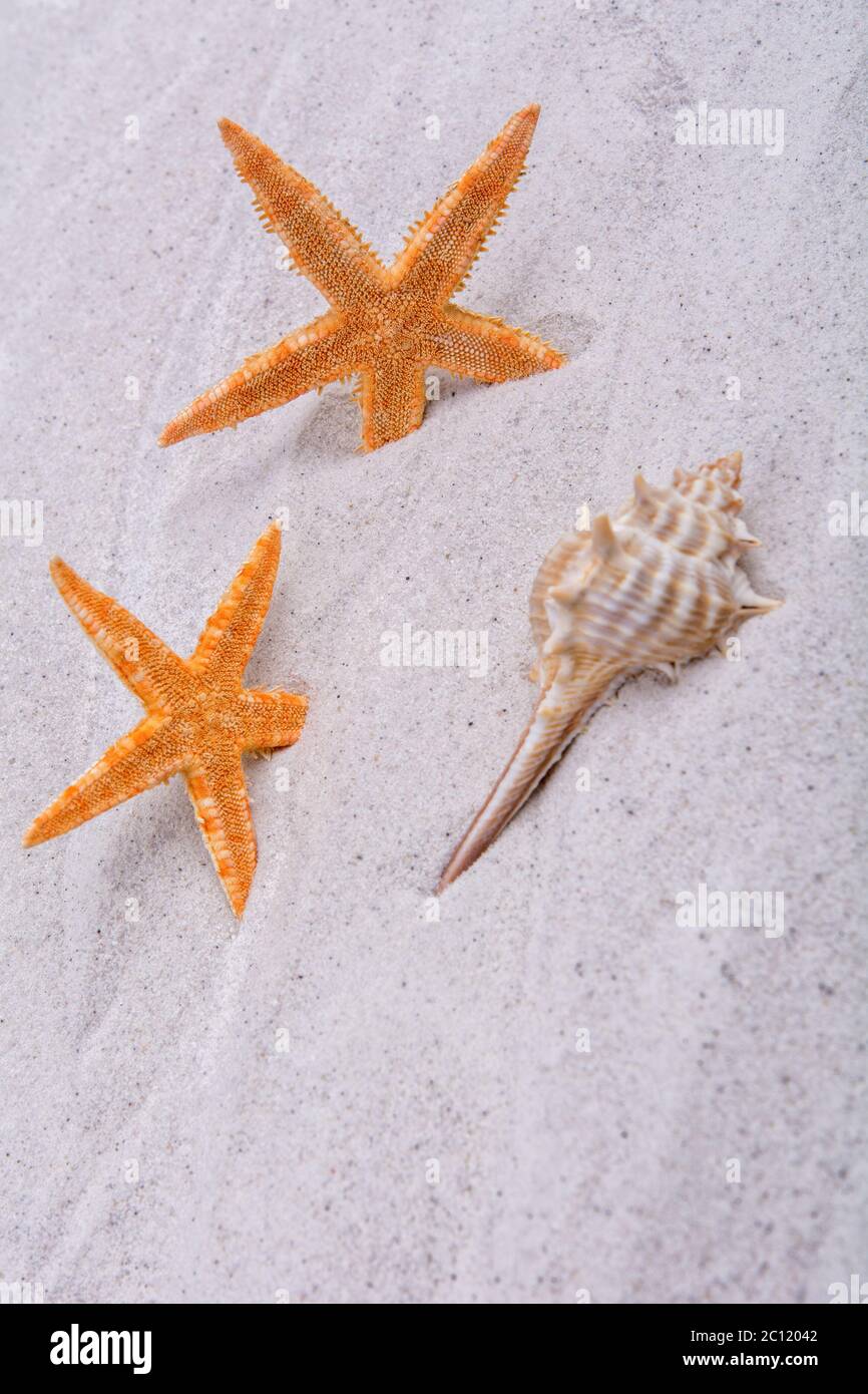 One orange starfish star fish hi-res stock photography and images - Alamy