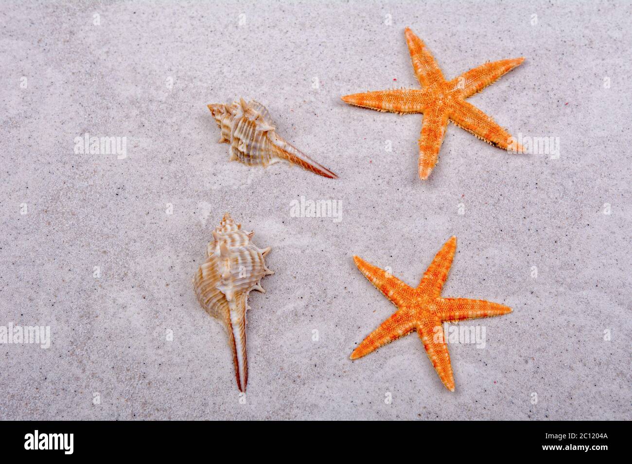 Orange starfishes and two shells on a sand Stock Photo - Alamy
