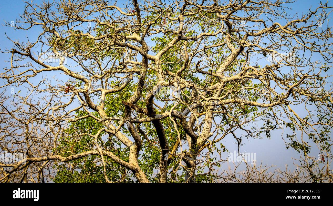 Green natural landscape of Ranthambore Tiger Reserve located in Sawai ...