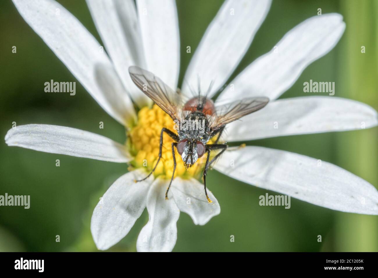 Fly sitting on a flower with blurred background Stock Photo - Alamy
