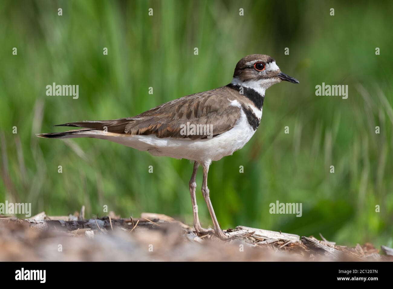 Kildeer plover hi-res stock photography and images - Alamy