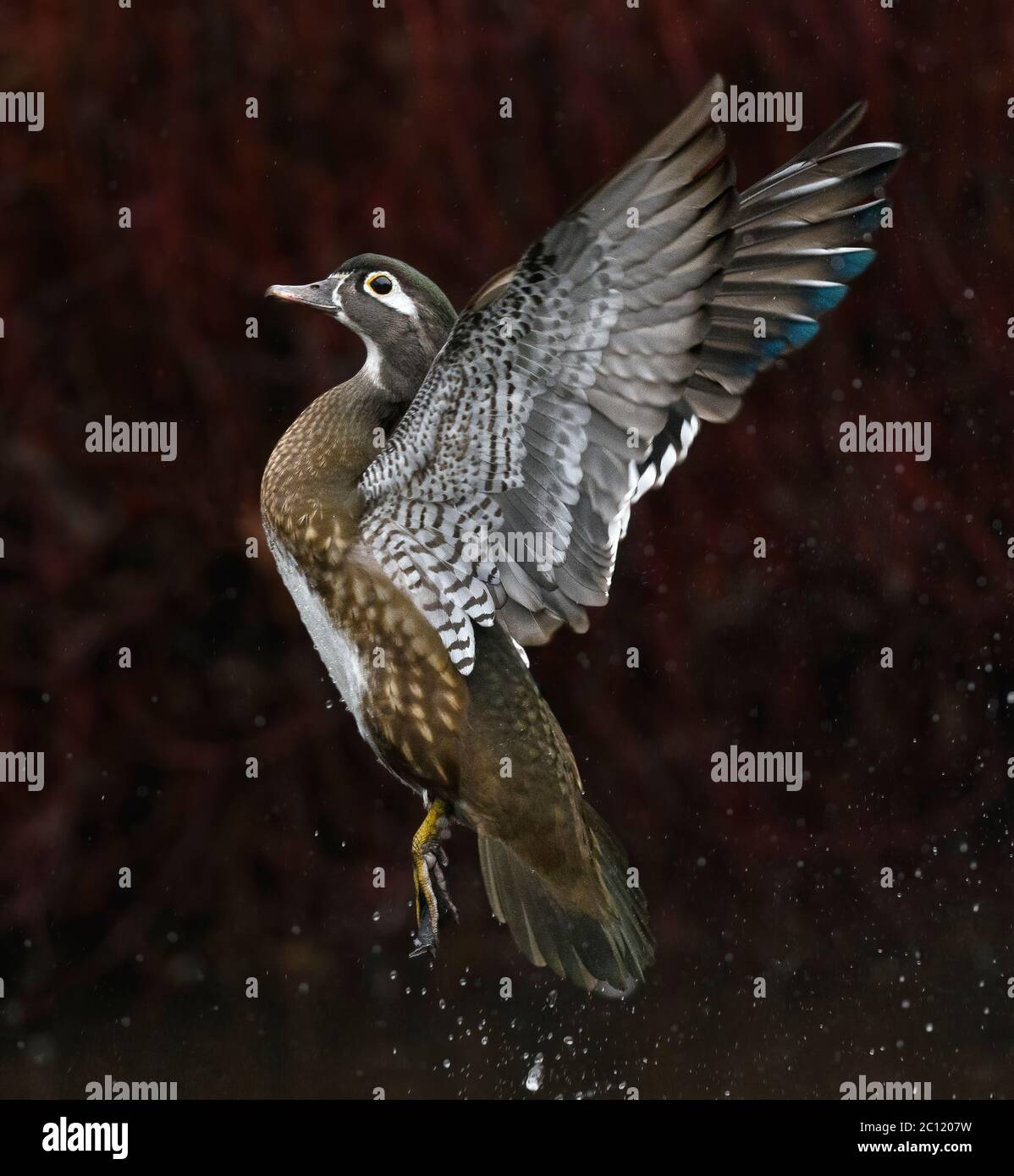 Female duck in flight hi-res stock photography and images - Alamy