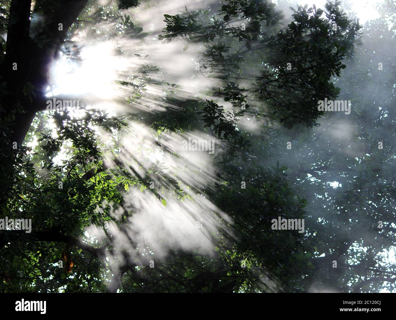 Steam oak tree fog hi-res stock photography and images - Alamy