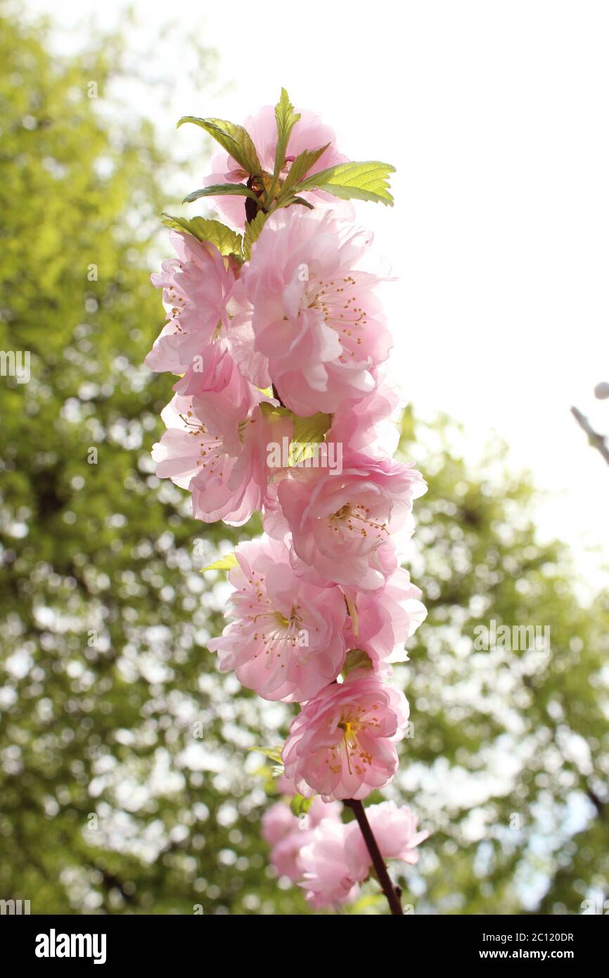Prunus Triloba Tree High Resolution Stock Photography and Images - Alamy