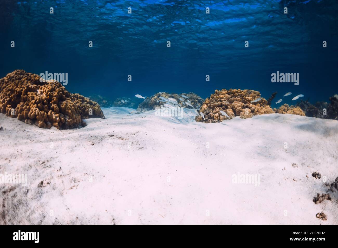 Tropical ocean with white sand and corals underwater in Hawaii Stock ...