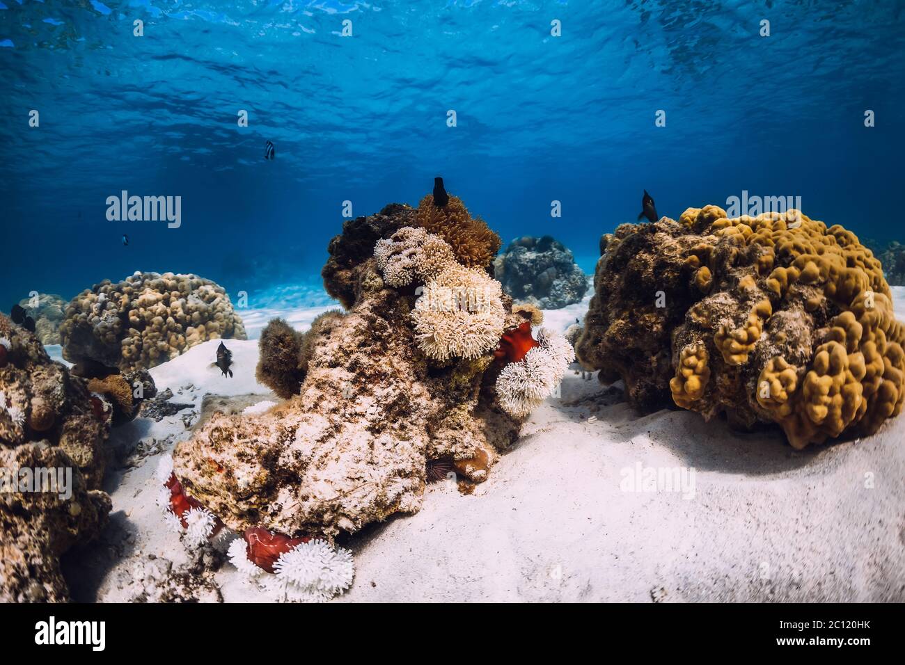 Coral sandy hi-res stock photography and images - Alamy
