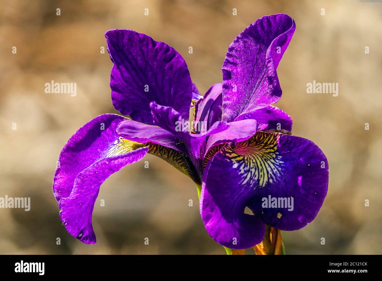 Iris sibirica Siberian Iris Superact Stock Photo - Alamy