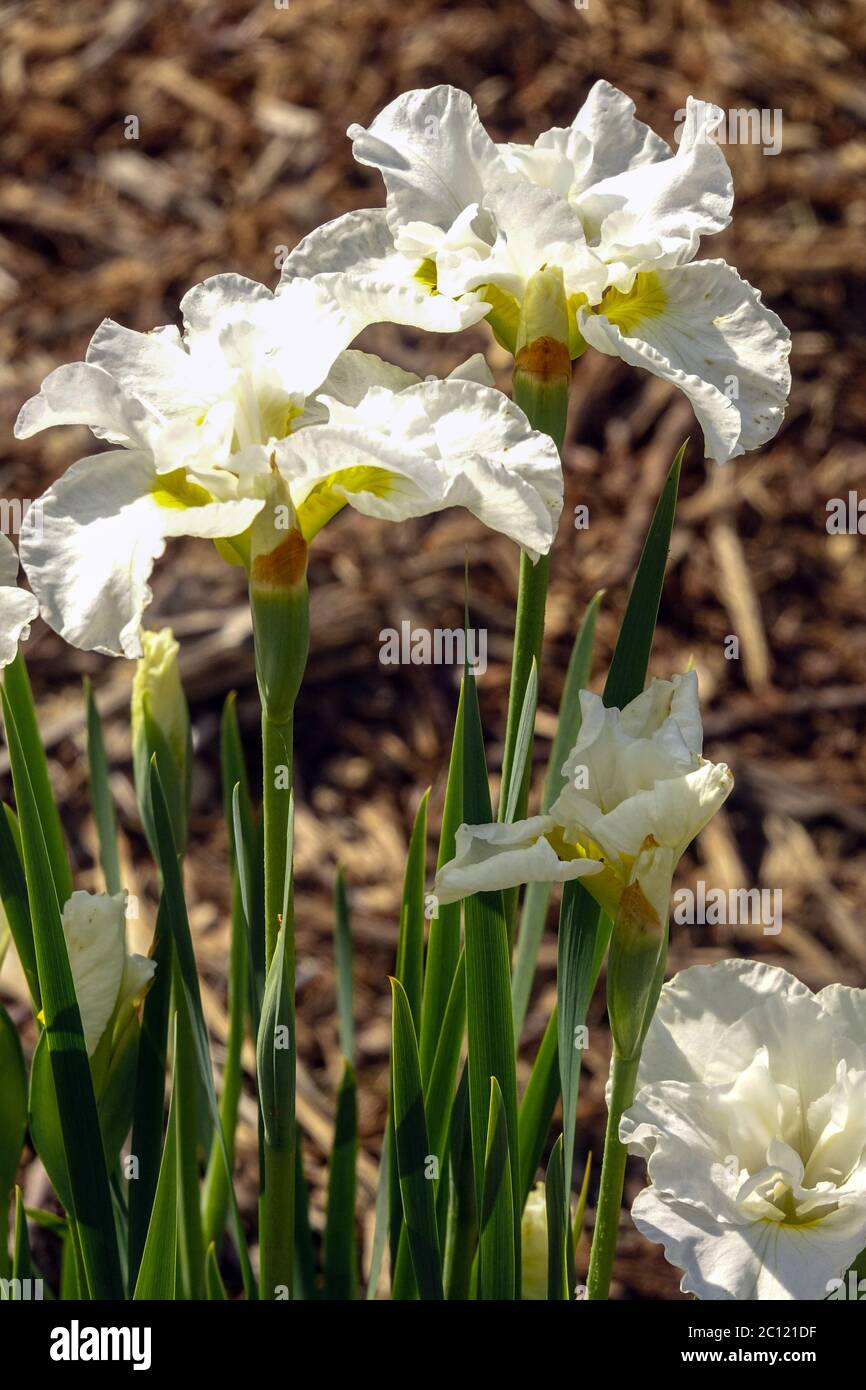 Close up siberian iris iris sibirica hi-res stock photography and ...