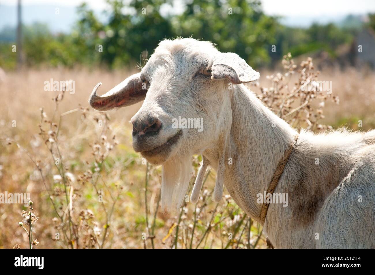 beautiful and sweet goat eating grass Stock Photo - Alamy