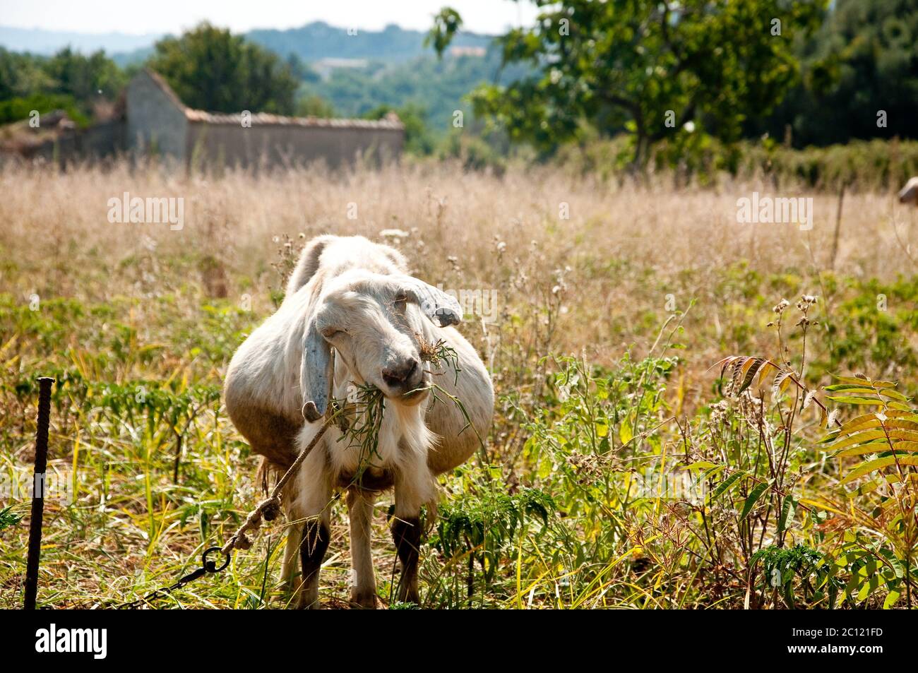 Goat eating grass hi-res stock photography and images - Alamy