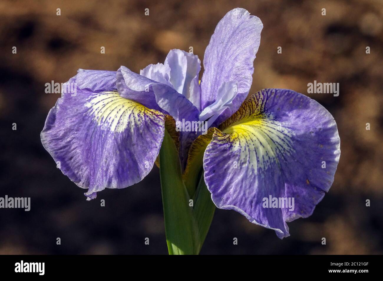 Iris sibirica Siberian Iris "Anusia Stock Photo - Alamy