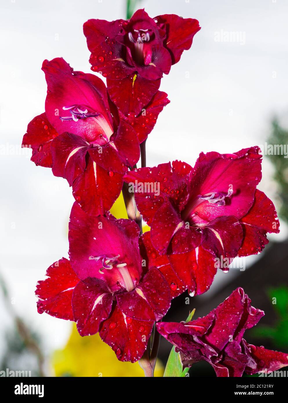 red flowers gladiolus Stock Photo - Alamy