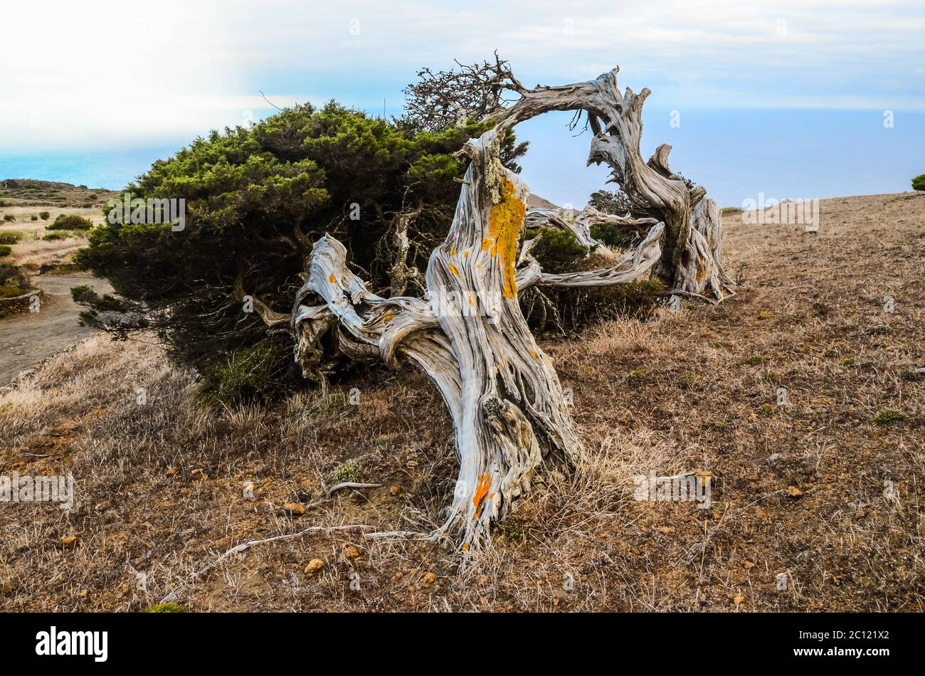 Gnarled juniper tree hi-res stock photography and images - Alamy