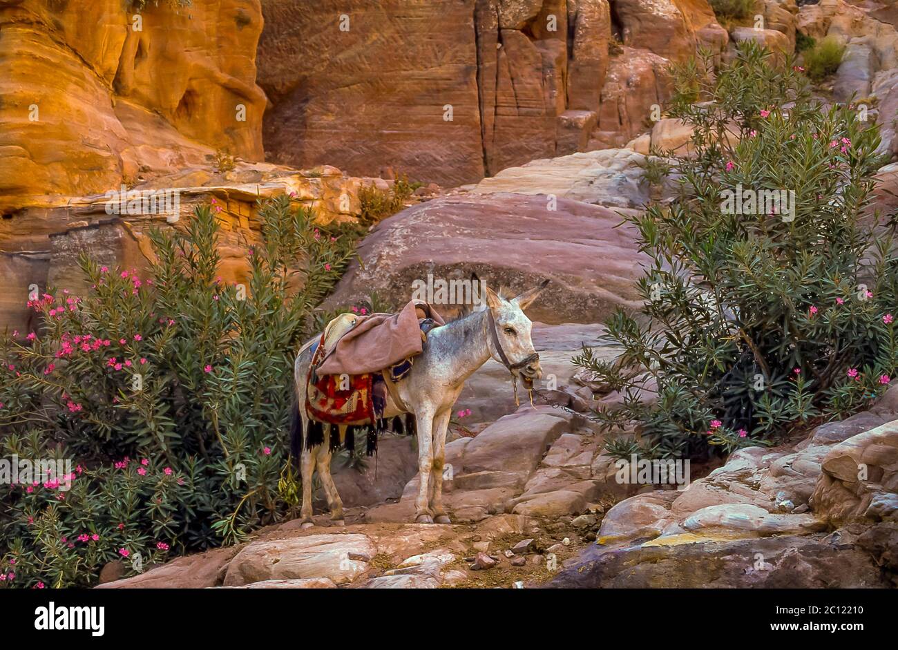 A donkey at rest in the archeaological site of Petra, Hashemite Kingdom ...