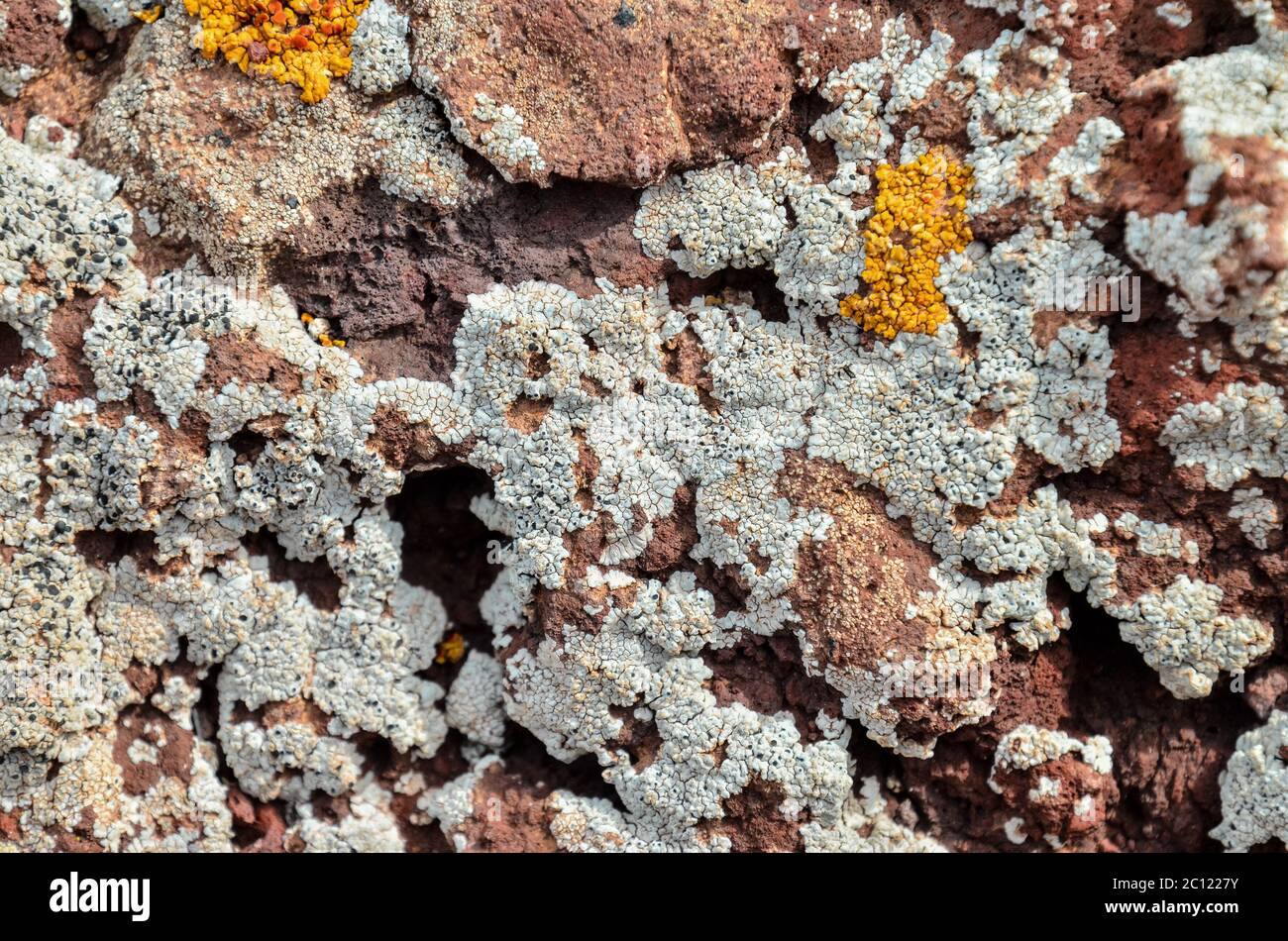 Lichen Texture Pattern Stock Photo - Alamy