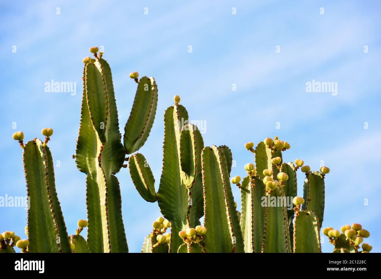 Green Agave Plant Cactus Stock Photo - Alamy