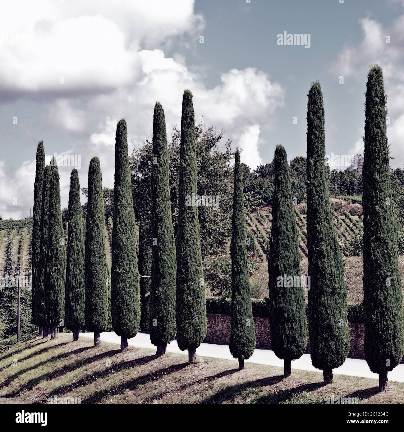 White cypress vine hi-res stock photography and images - Alamy