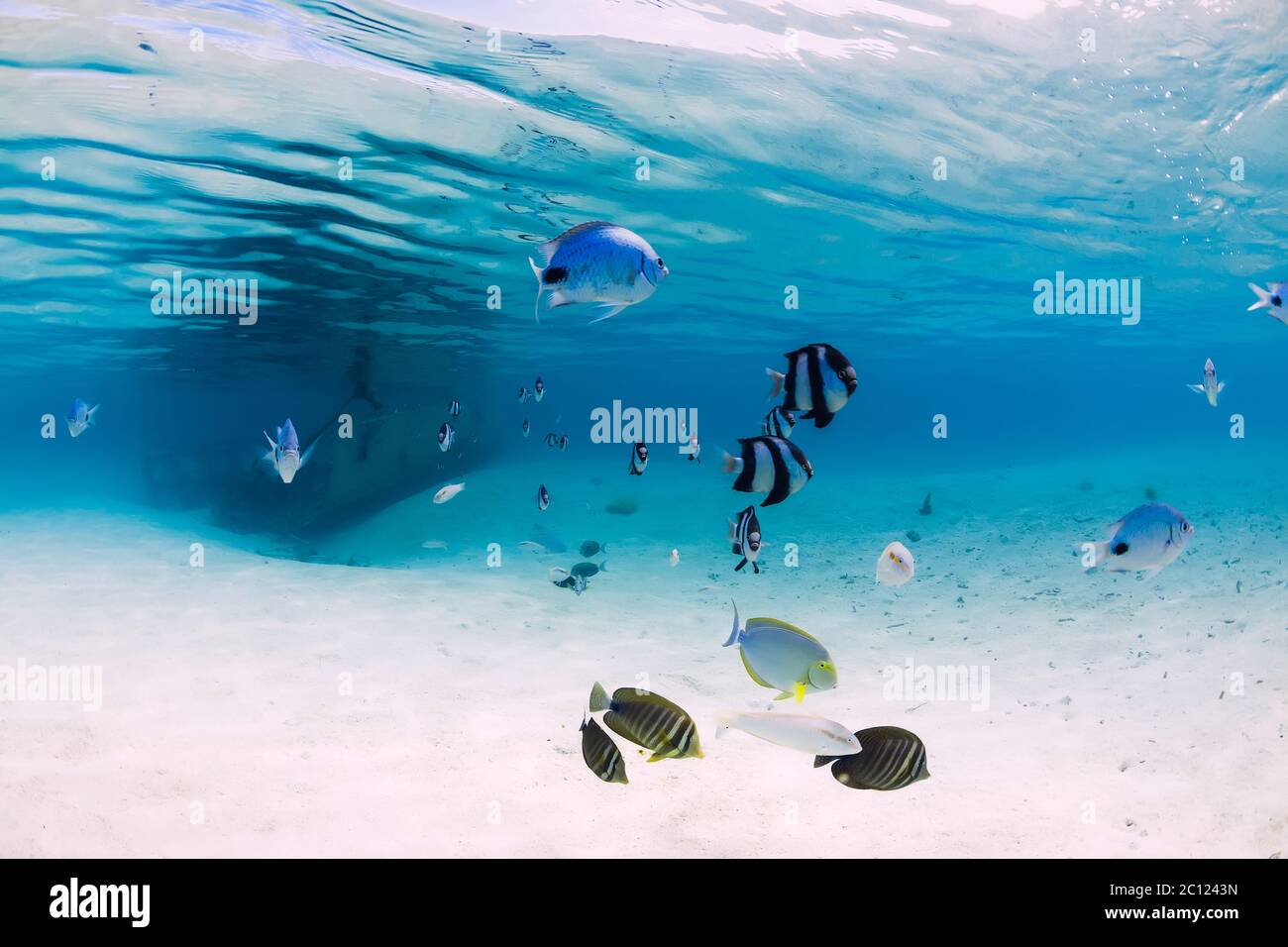 Underwater blue ocean with wreck on sandy bottom and tropical fish in ...