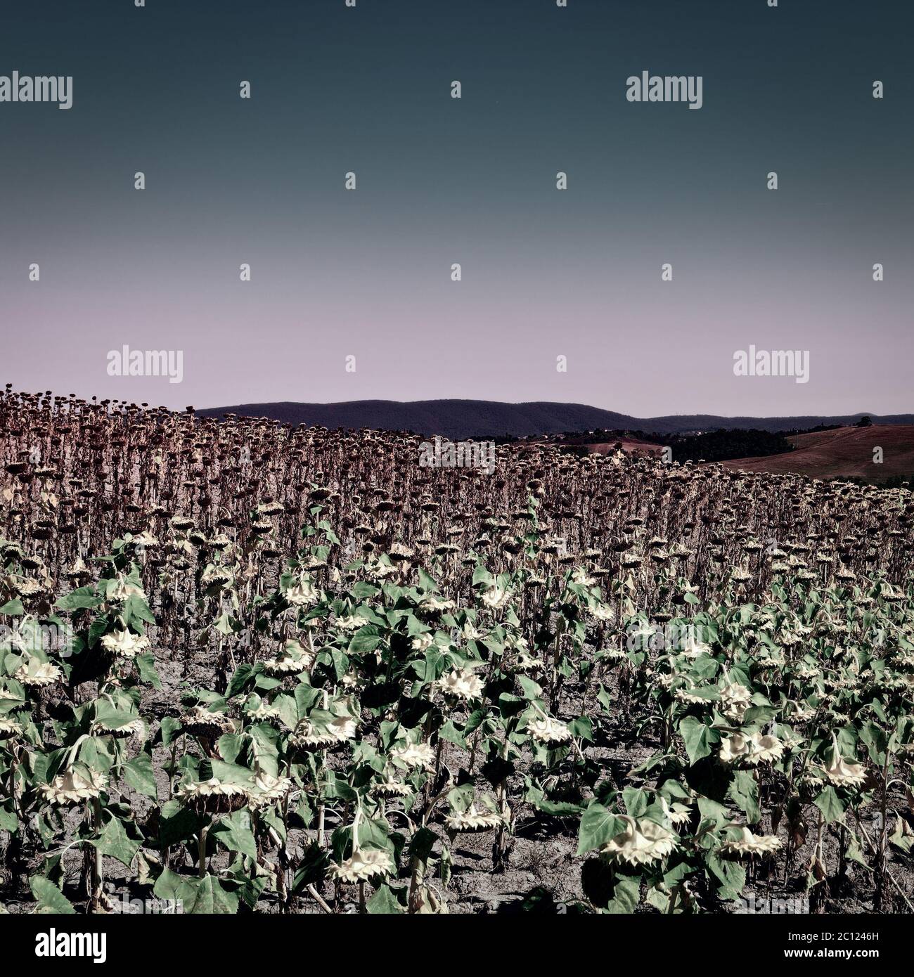 Ground sunflower hi-res stock photography and images - Alamy