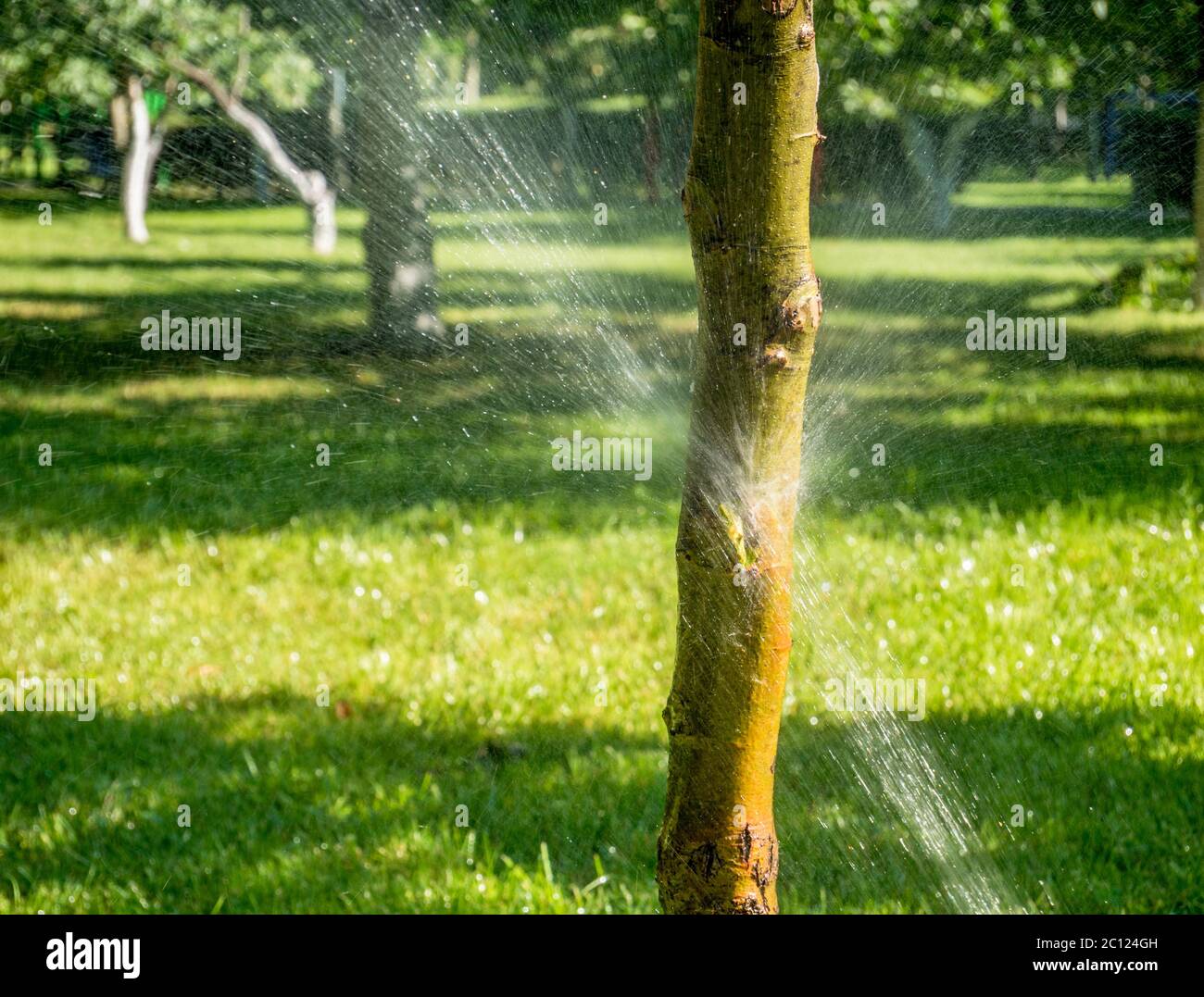 Water jet from a sprinkler on impact with a tree trunk. Water splashes ...