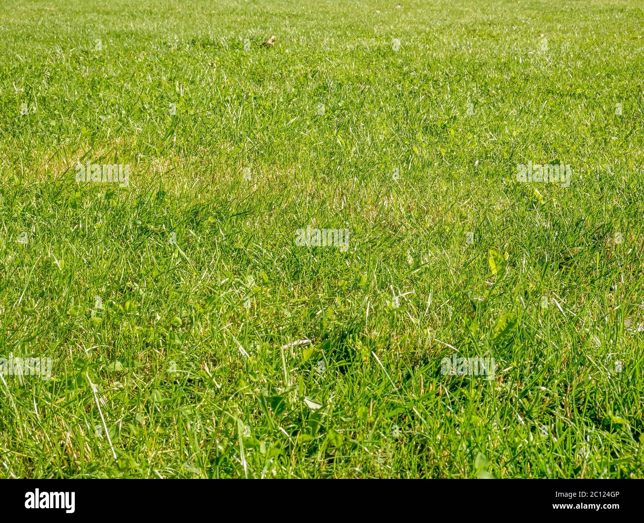 NaturalGreen grass texture background. Spring fresh grass lawn in the ...