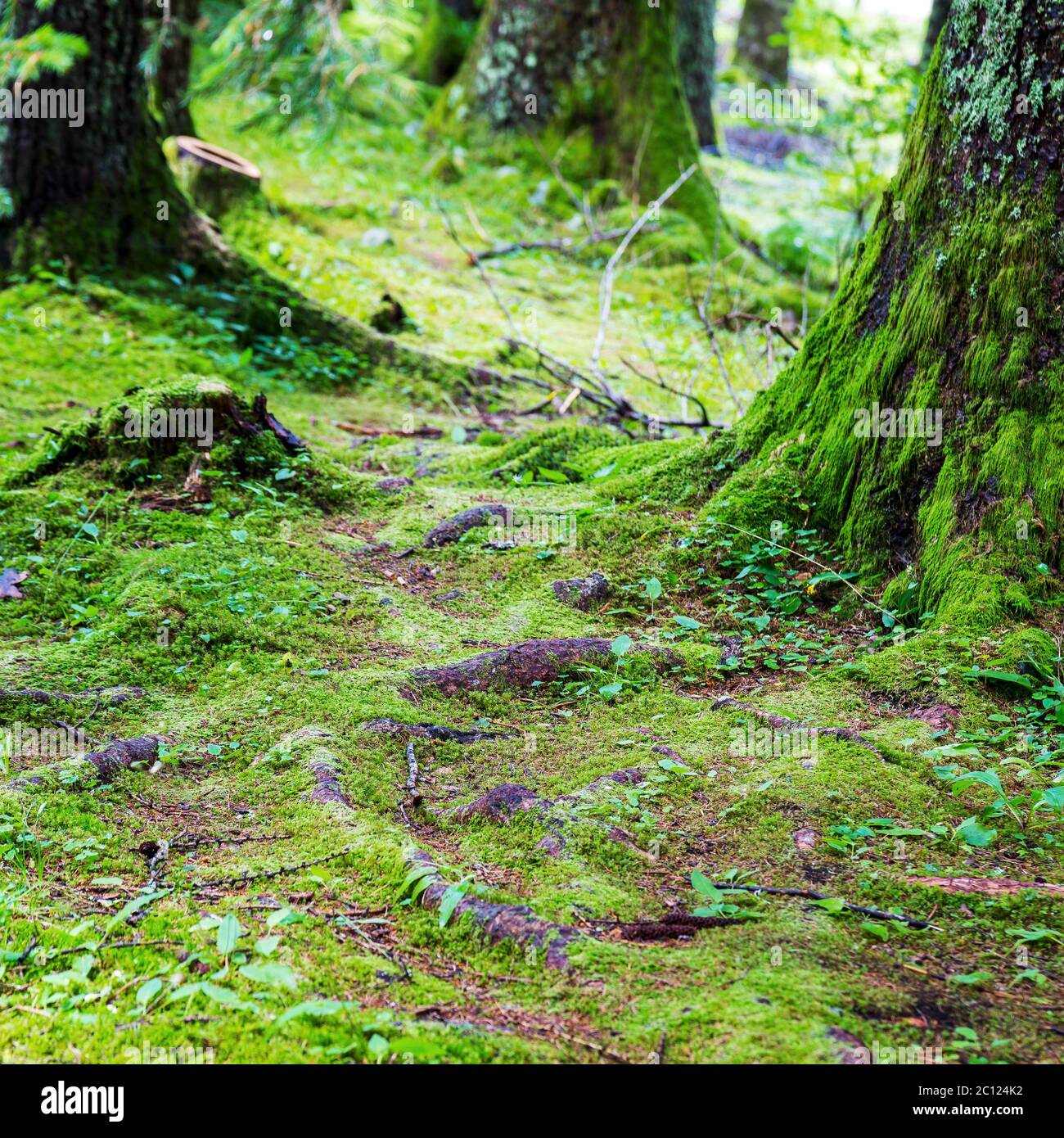 forest with undergrowth Stock Photo - Alamy