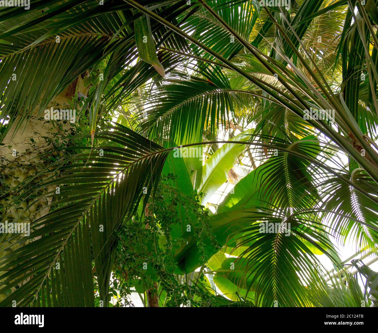 Sun over green palm leaves Stock Photo - Alamy