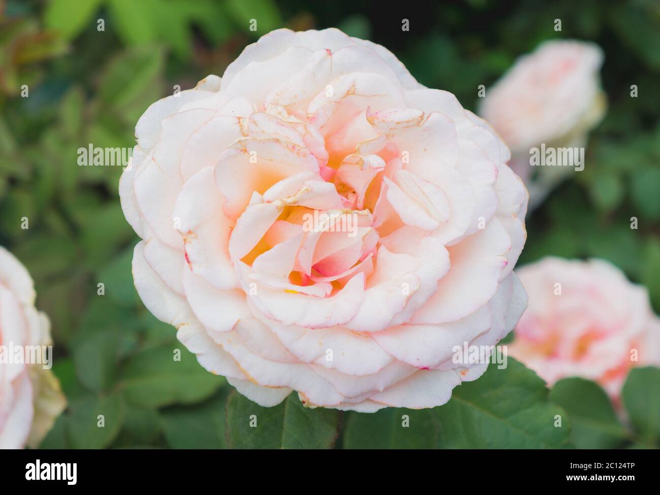 Beautiful pink rose in a garden Stock Photo - Alamy