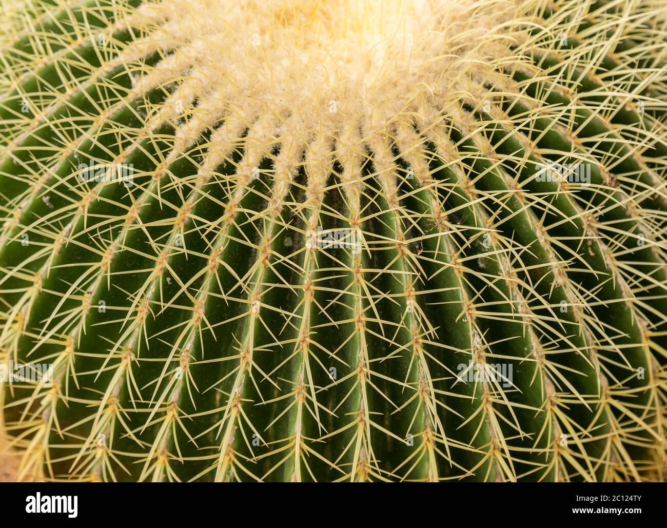 cactus details shallow depth of field Stock Photo - Alamy
