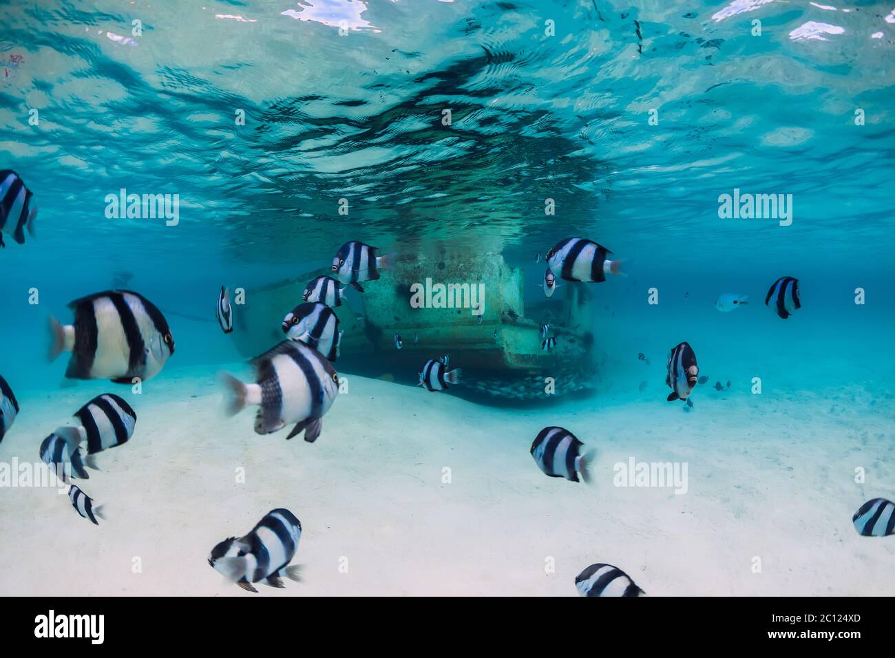 Tropical blue sea with wreck of boat on sandy bottom and fish ...