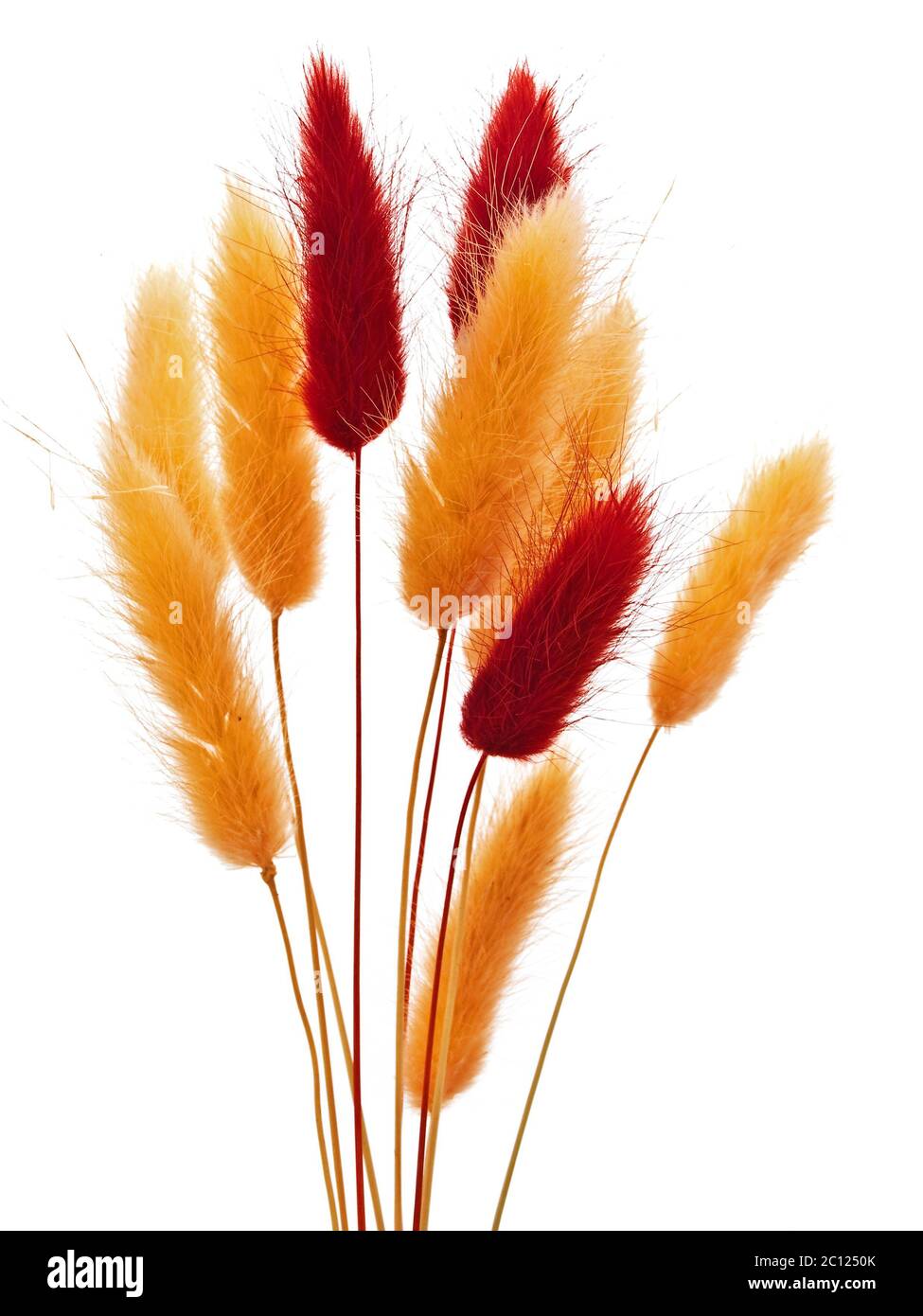 Red dry flowers hi-res stock photography and images - Alamy