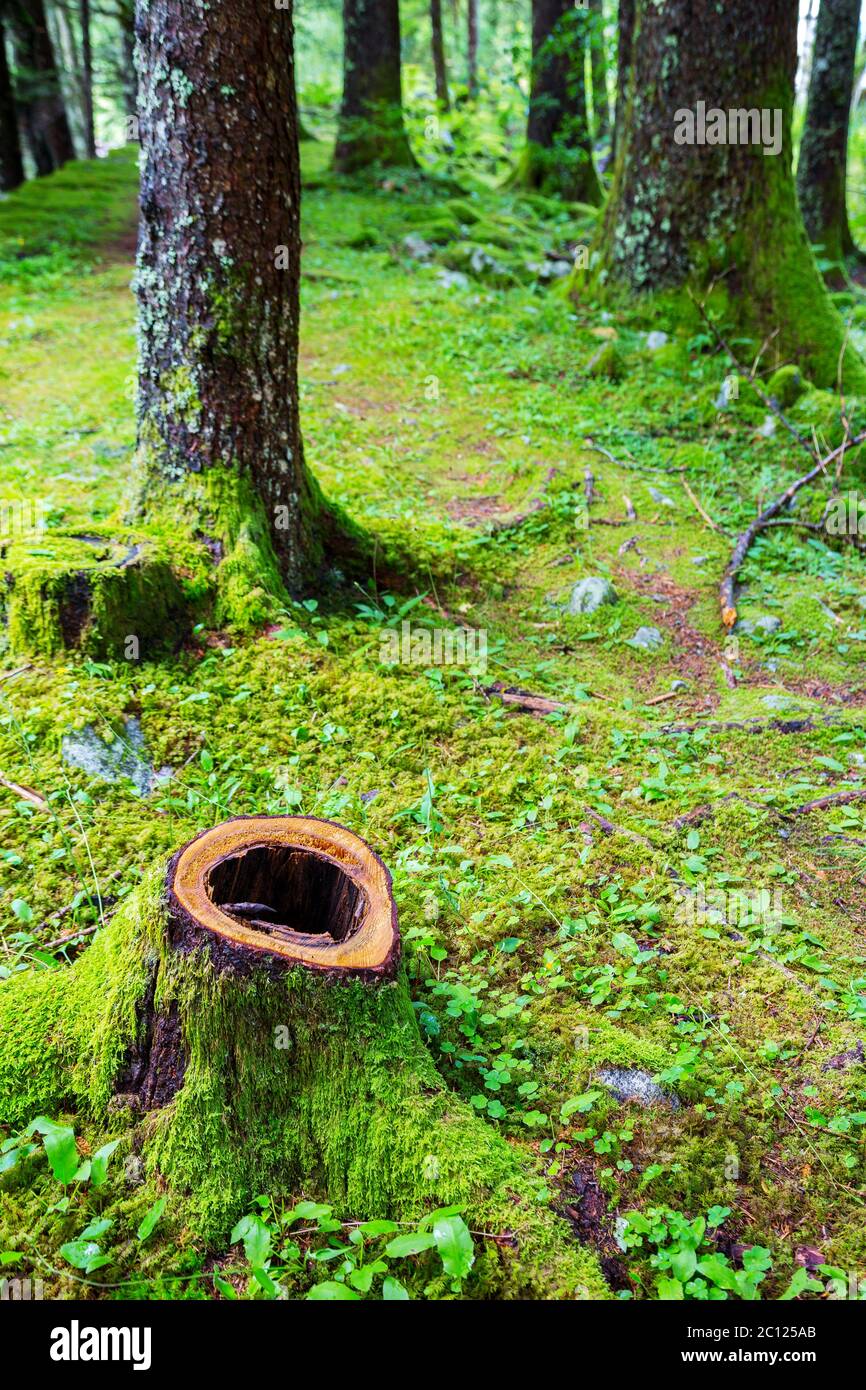forest with undergrowth Stock Photo - Alamy