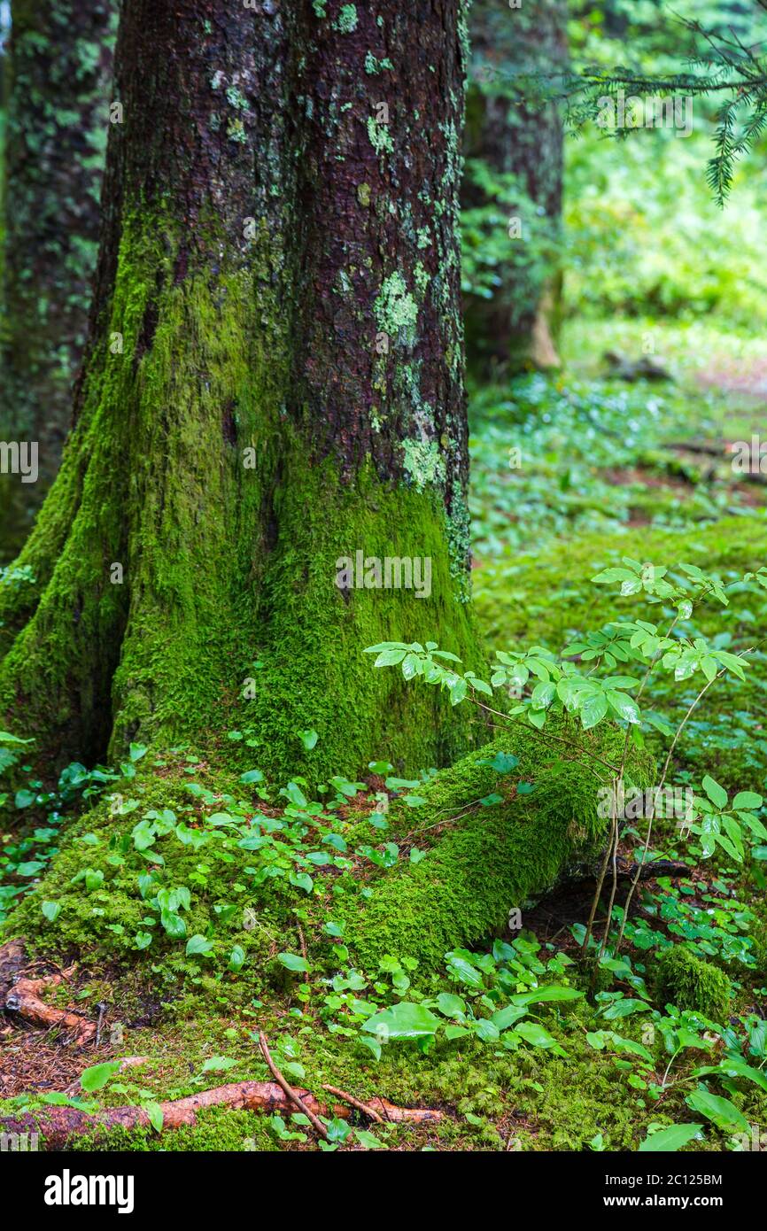 Undergrowth green grass bark hi-res stock photography and images - Alamy