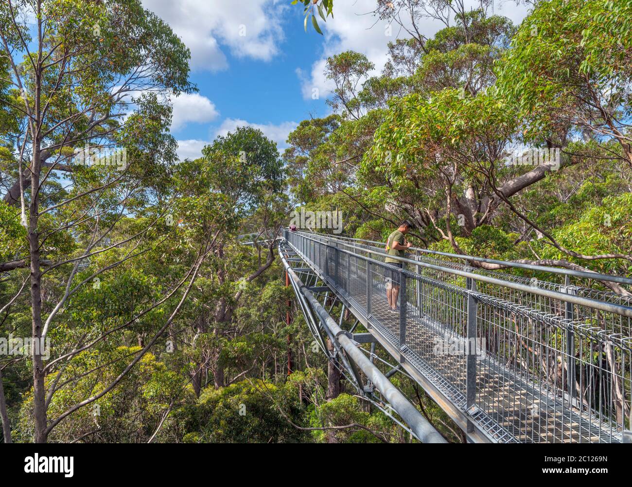 Treetop tree canopy hi-res stock photography and images - Alamy