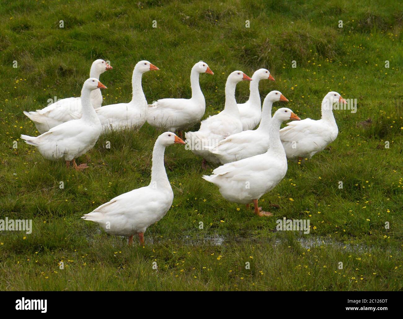 Animal animals tier tiere domestic garten rearing hi-res stock ...