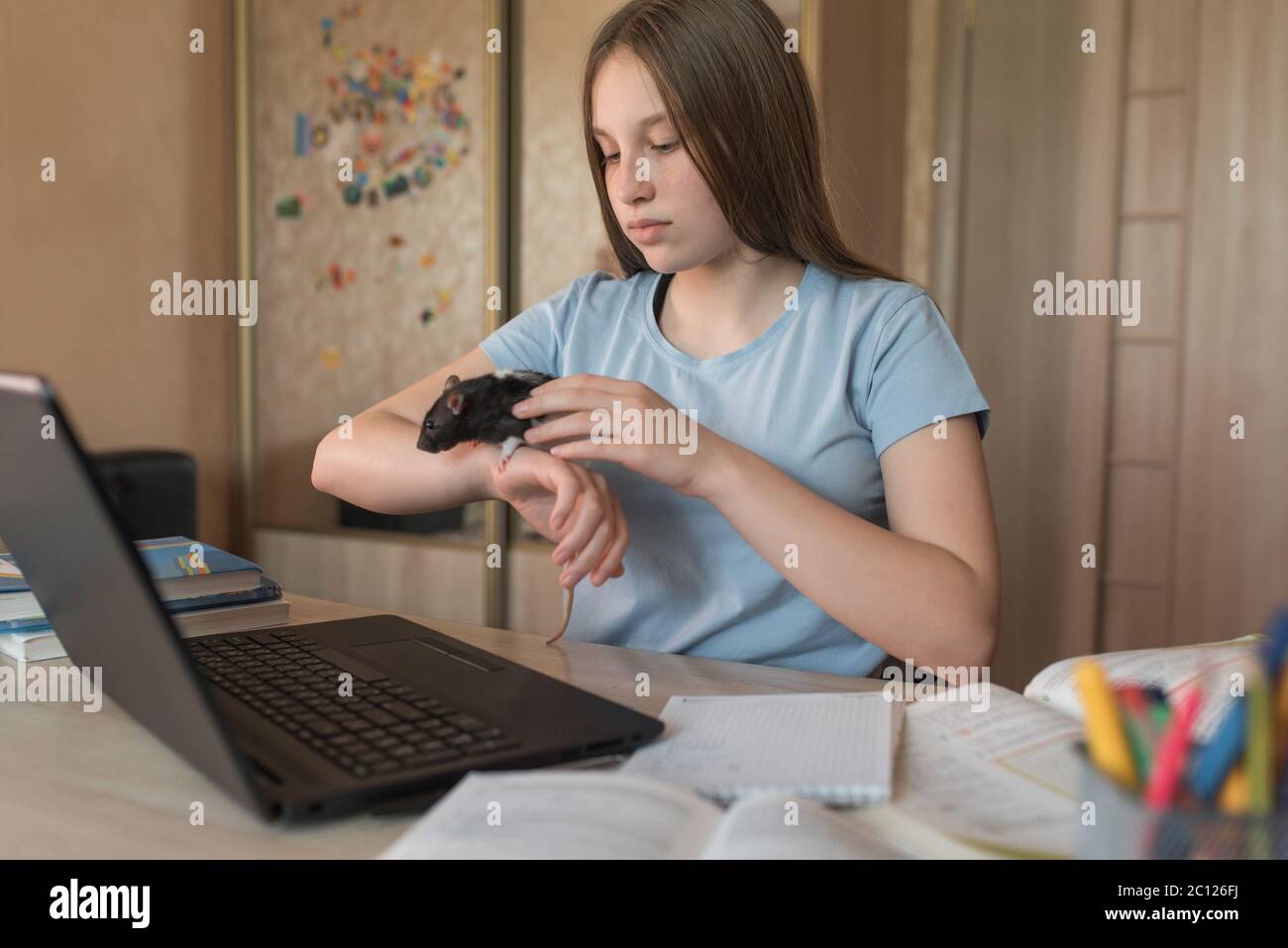 Teen girl playing with an animal, rat mouse, rest break, video call ...