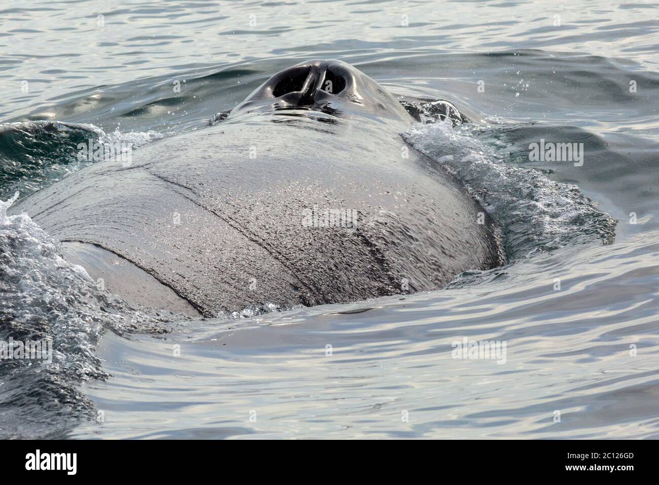Nostrils on the back of humpback whale in Pacific Ocean. Water area ...