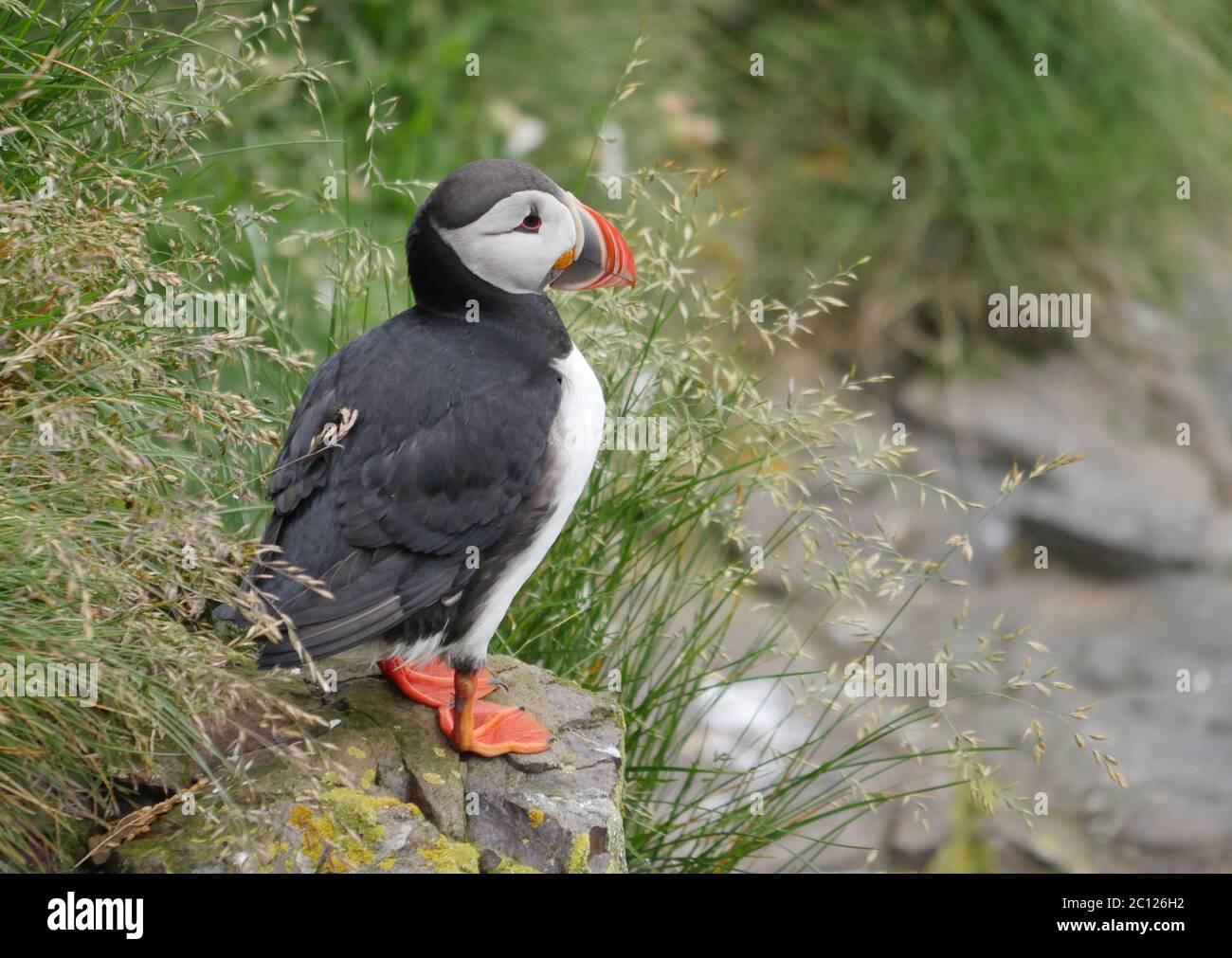 Puffin auk family hi-res stock photography and images - Alamy