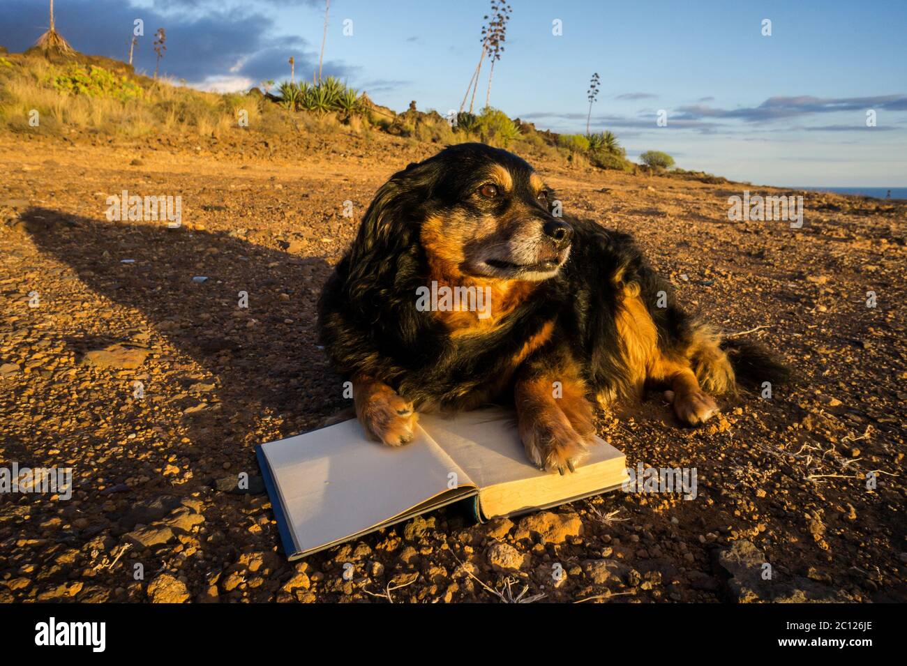 Black dog reading a book hi-res stock photography and images - Alamy