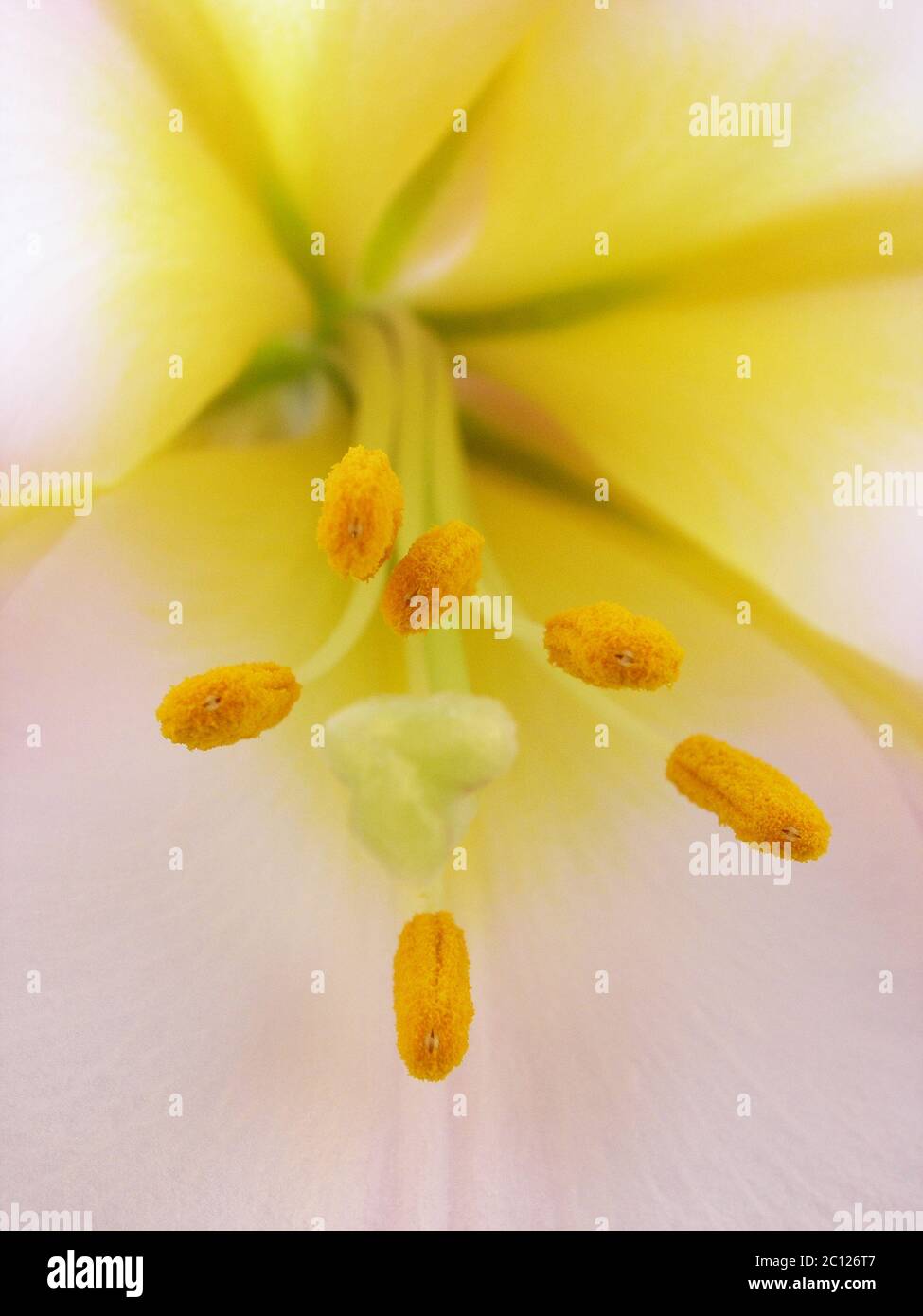 Stargaser hi-res stock photography and images - Alamy