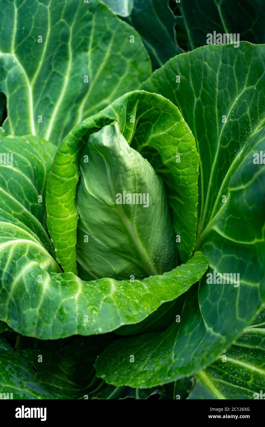 White cabbage head growing in garden close up, nature background Stock ...