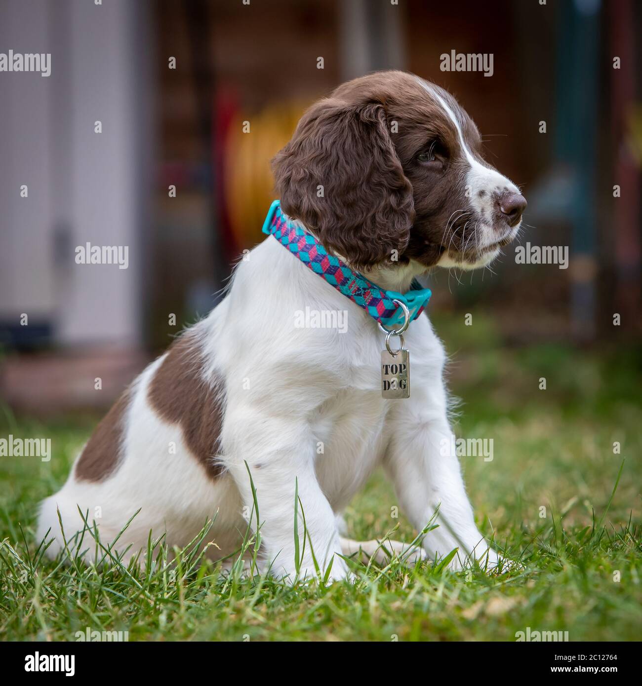 An 8 week old male Springer Spaniel explores and plays in his new ...