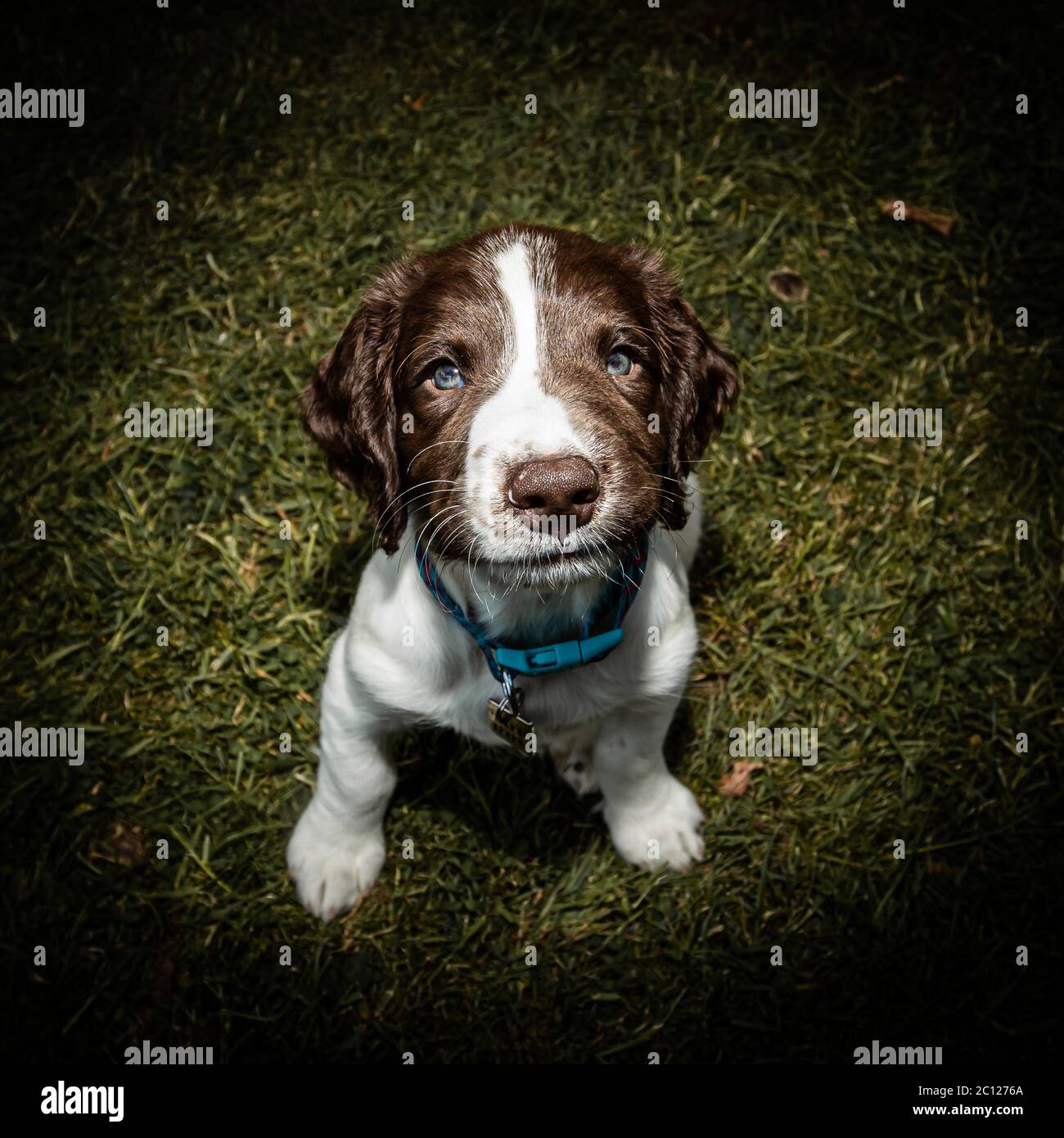 An 8 week old male Springer Spaniel explores and plays in his new ...