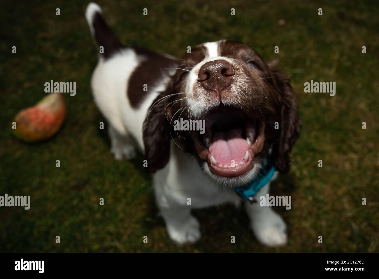 An 8 week old male Springer Spaniel explores and plays in his new ...