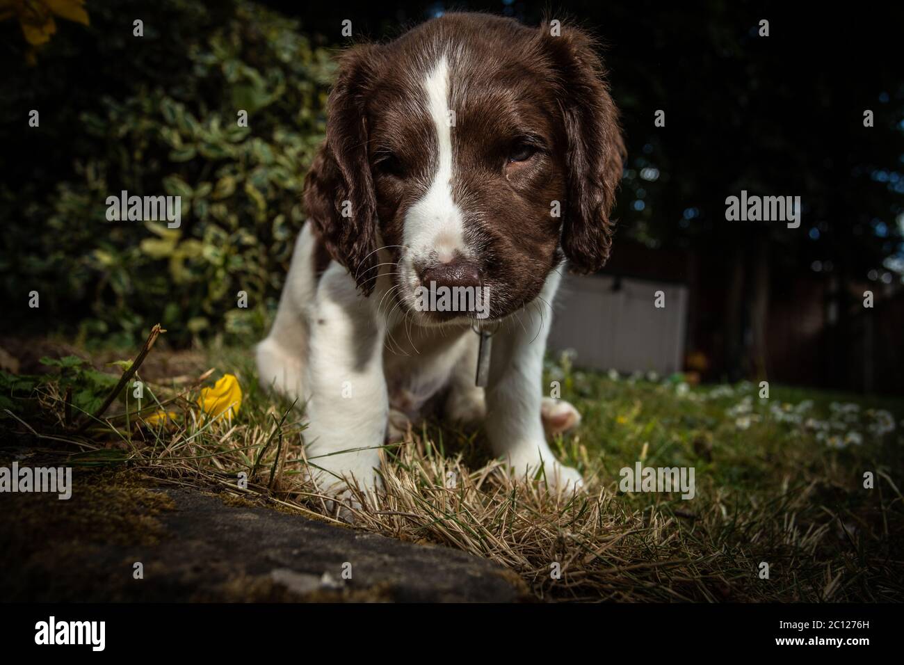 An 8 week old male Springer Spaniel explores and plays in his new ...