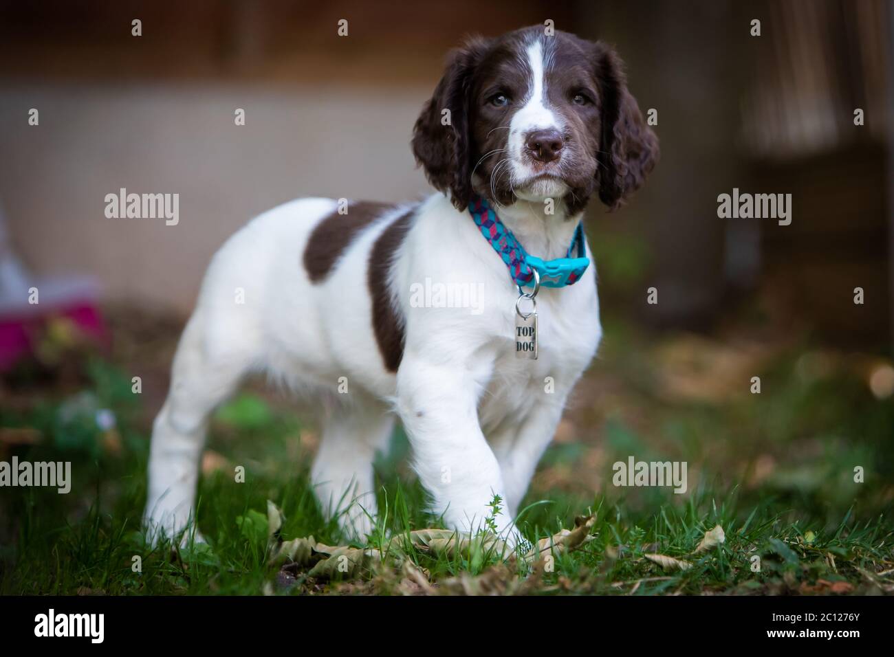 An 8 week old male Springer Spaniel explores and plays in his new ...