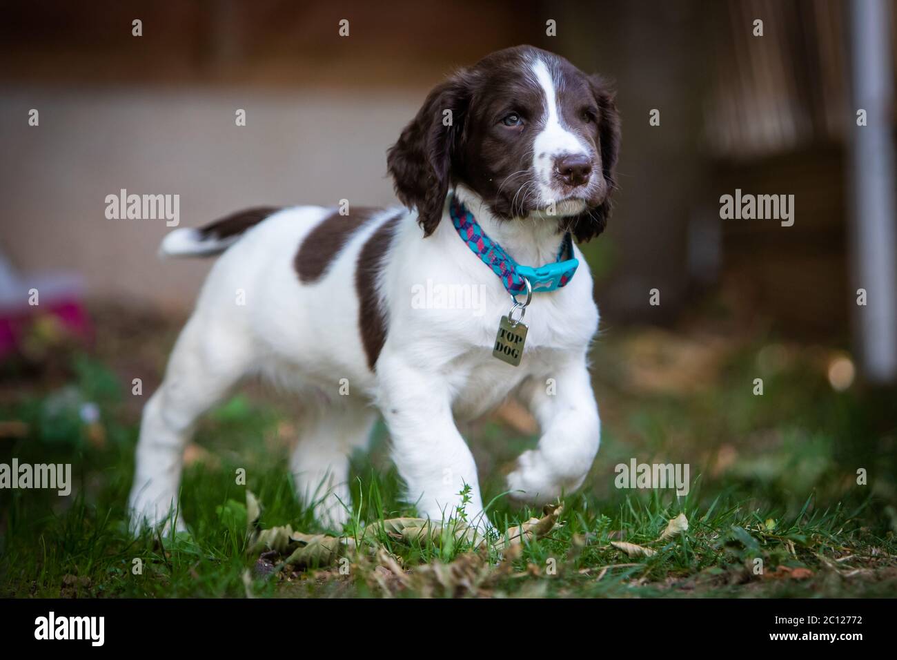 An 8 week old male Springer Spaniel explores and plays in his new ...