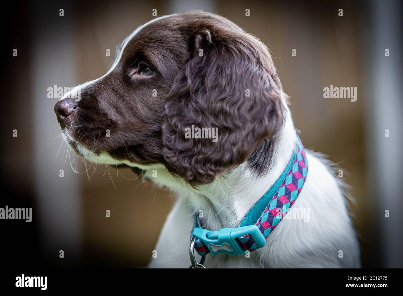 An 8 week old male Springer Spaniel explores and plays in his new ...