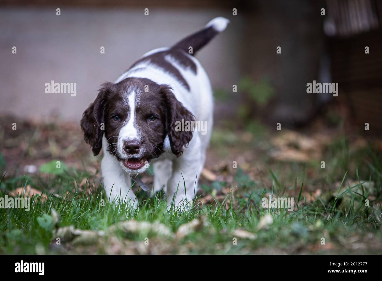 An 8 week old male Springer Spaniel explores and plays in his new ...