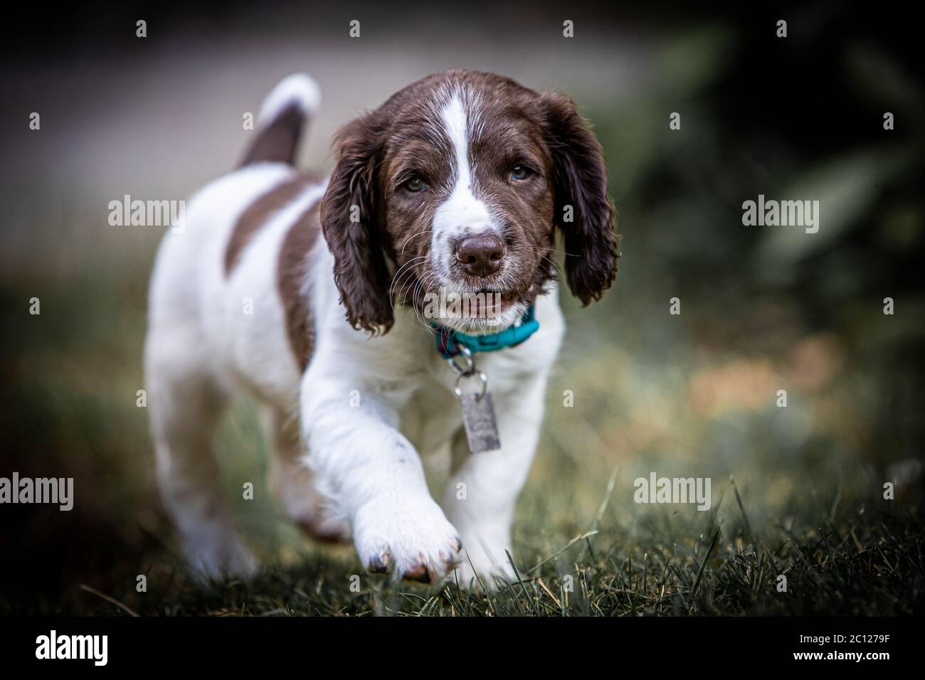 An 8 week old male Springer Spaniel explores and plays in his new ...